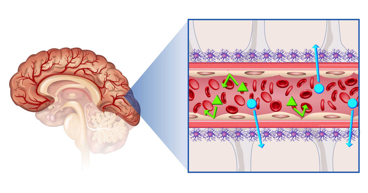 Human Blood Brain Barrier